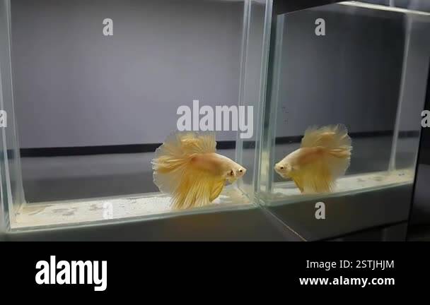 Betta fish in different tone color from Thailand or Siamese fighting ...