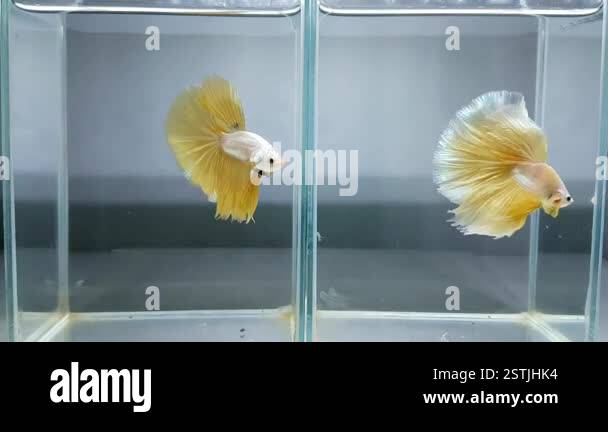Betta fish in different tone color from Thailand or Siamese fighting ...