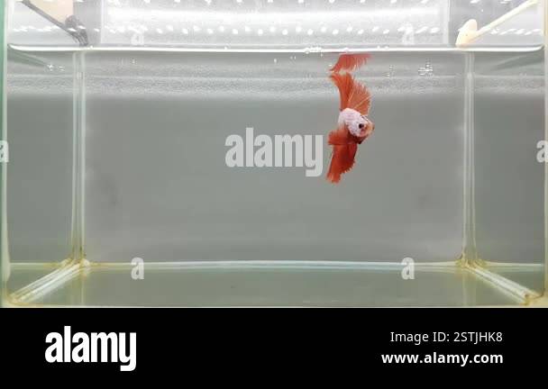 Betta fish in different tone color from Thailand or Siamese fighting ...