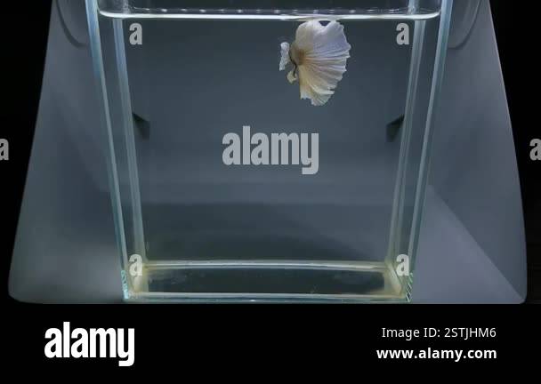 Betta fish in different tone color from Thailand or Siamese fighting ...