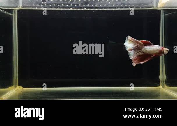 Betta fish in different tone color from Thailand or Siamese fighting ...