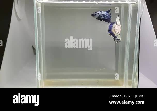 Betta fish in different tone color from Thailand or Siamese fighting ...