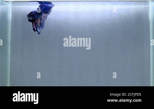 Betta fish Halfmoon in different tone color from Thailand or Siamese ...