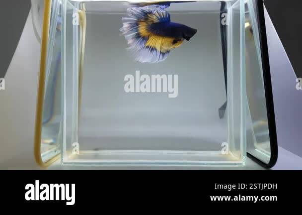 Betta fish Halfmoon in different tone color from Thailand or Siamese ...
