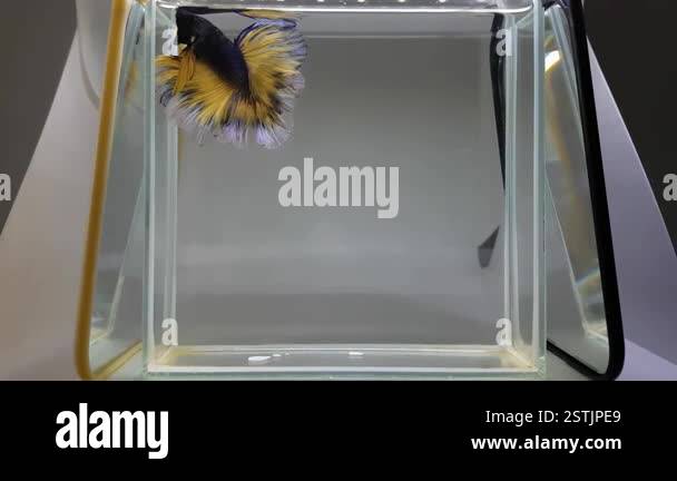 Betta fish Halfmoon in different tone color from Thailand or Siamese ...