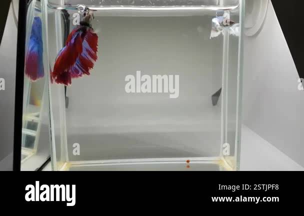 Betta fish Halfmoon in different tone color from Thailand or Siamese ...