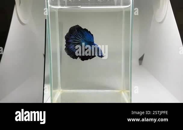 Betta fish Halfmoon in different tone color from Thailand or Siamese ...