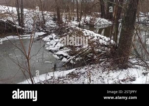 Dam made of tree branches built by beavers. Beavers built the dam in ...