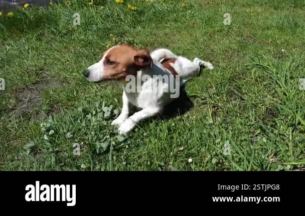 Dog rolling around in the grass. Russell Terrier fooling around on ...