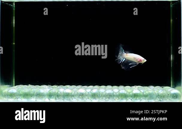 Betta fish Halfmoon in different tone color from Thailand or Siamese ...