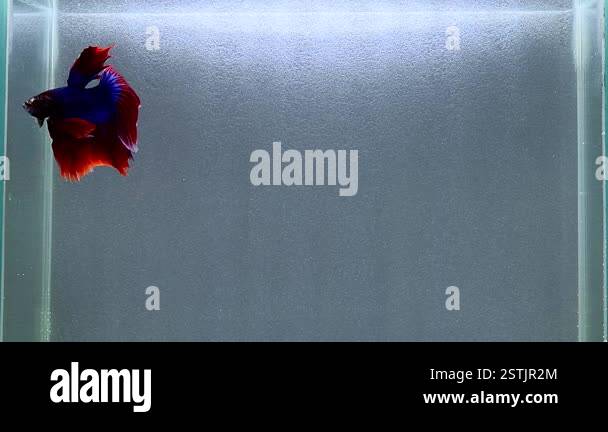 Betta fish Halfmoon in different tone color from Thailand or Siamese ...