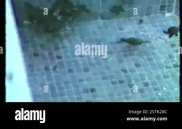 An analog video captures a close-up of a group of turtles in a shallow ...
