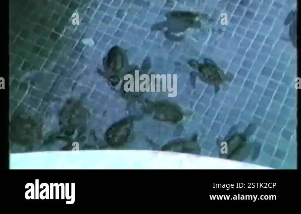 A close-up captures a group of dark-colored turtles swimming ...