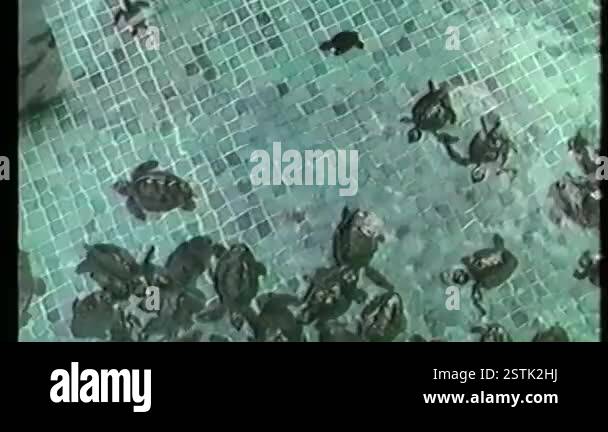Multiple turtles swim in a well-lit shallow pool, where the clear water ...