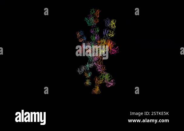 Solution structure of human Immunoglobulin M. Animated 3D cartoon and ...