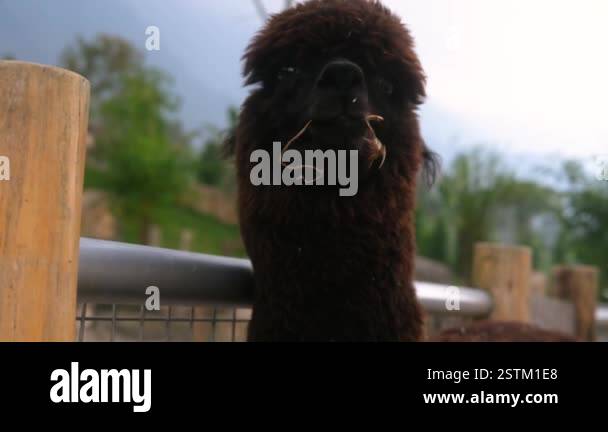 Close-up portrait of cute fluffy brown alpaca on a farm in the ...