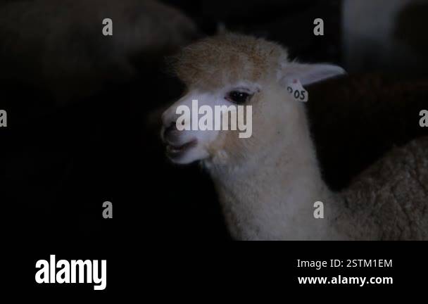 Close portrait of white alpaca on dark background, which lives on ...