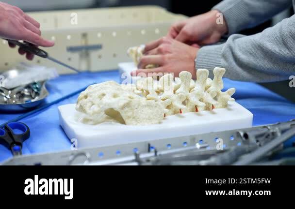 Model of the lower part of human spine. Close up. Male hands at ...