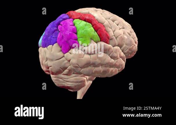 Human brain with highlighted parietal gyri: postcentral red, superior ...