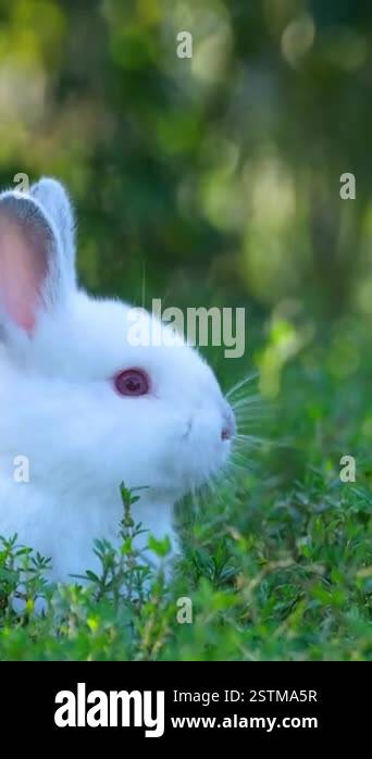 A white rabbit gracefully poised among the lush, vibrant green foliage ...