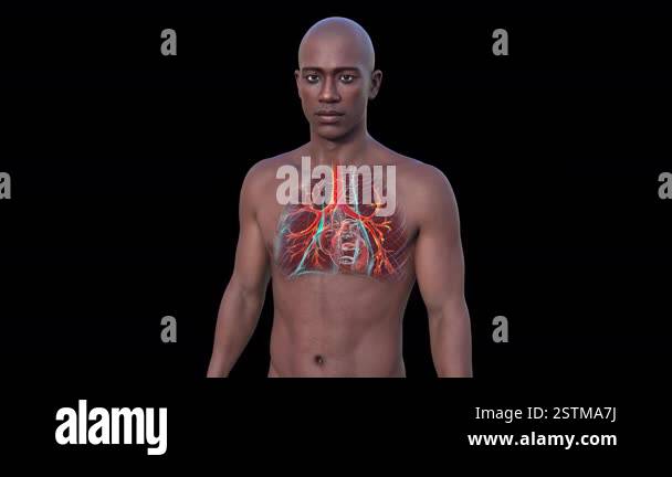 Human respiratory system, 3D animation showing transparent male body ...