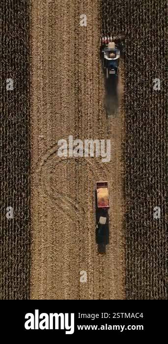 Electric Combine harvester agricultural machine collecting golden ripe ...