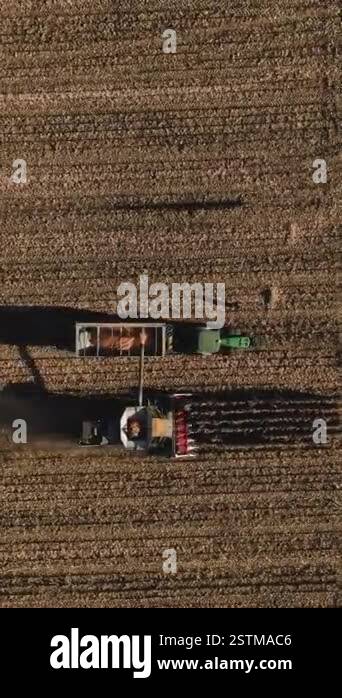 Vertical video of Combine Harvester Harvesting Maize. Harvested Corn ...