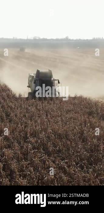 Aerial view of the Combine Harvester Working on the Large Corn Field ...