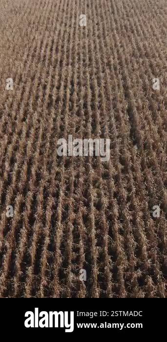 Vertical video of Corn Harvest. Corn Field. Agriculture Corn Farm ...