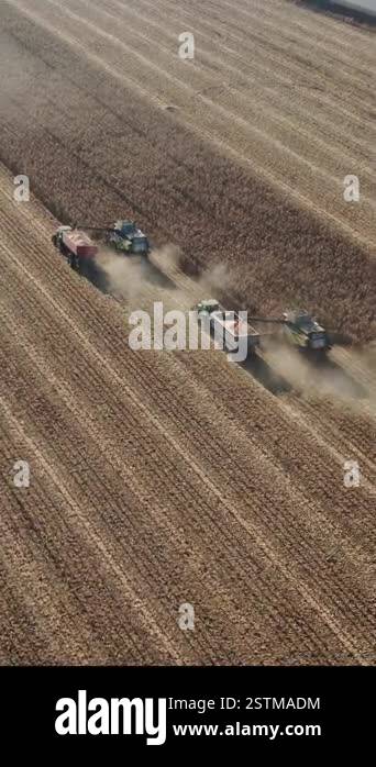 Vertical video of Two combine harvesters transferring freshly harvested ...