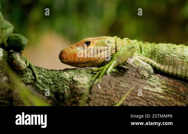 Northern caiman lizard resting on a branch in the amazon rainforest ...