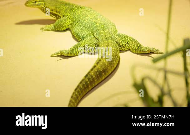 Yellow and green argus monitor, also known as the yellow spotted ...