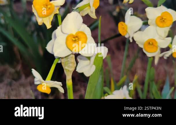 Chinese Scared Lily, Daffodil or Narcissus tazetta beautiful flowers ...