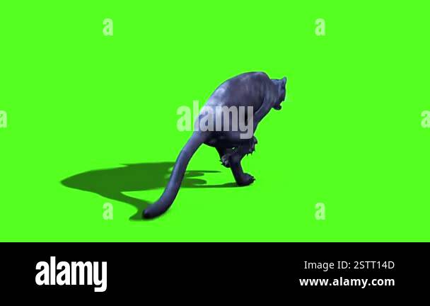 Black Panther Feline Runcycle Green Screen Back 3D Rendering Animation ...