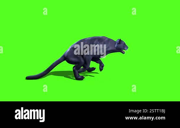 Black Panther Feline Runcycle Green Screen Side 3D Rendering Animation ...