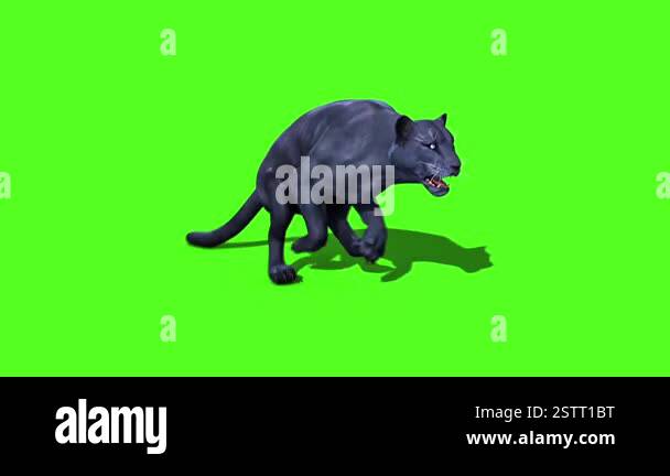 Black Panther Feline Runcycle Green Screen Top 3D Rendering Animation ...