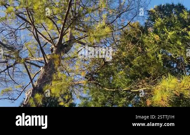English countryside scene featuring a tall tree with sprawling branches ...