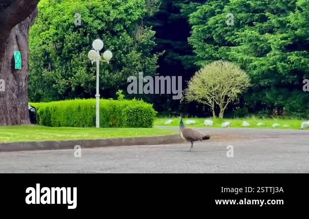 Graceful peacock stands elegantly on a garden pathway, its vibrant blue and green plumage ...