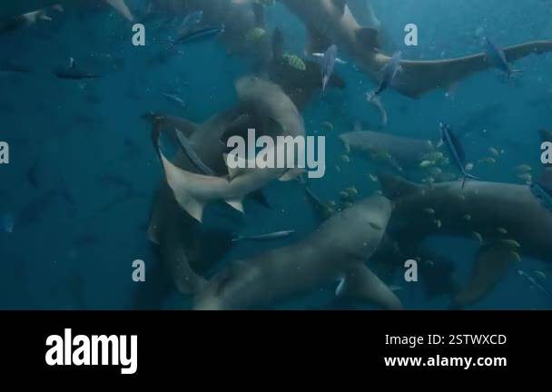 large group of nurse sharks move effortlessly underwater, navigating ...