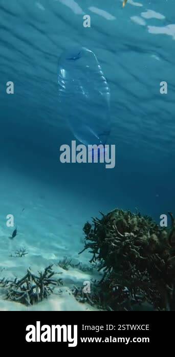 A discarded plastic bottle drifts near a dead coral reef, highlighting ...