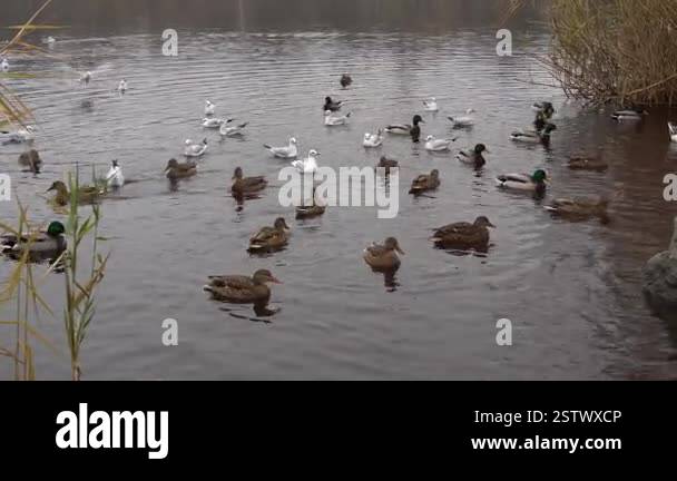 Mallard ducks and common gulls swim in pond in city park. Behaviour of ...