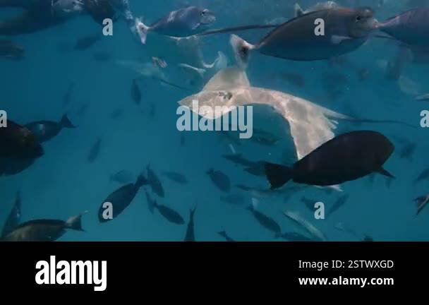 A group of stingrays glides through the ocean alongside a unicorn fish ...