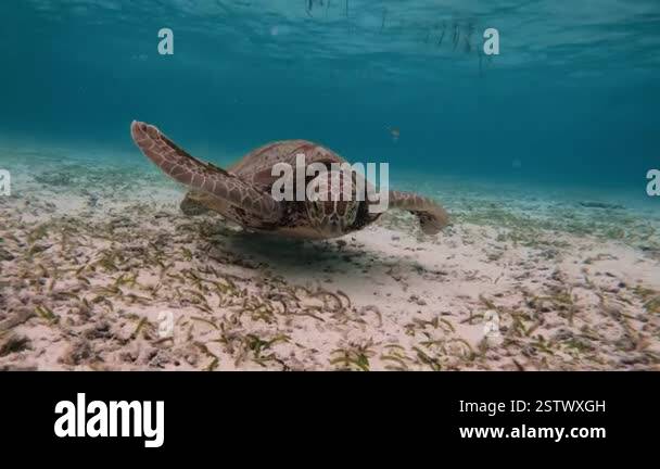 A protected species, the green sea turtle moves effortlessly through ...