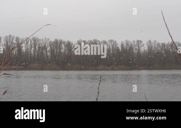 Common gulls swim and take off in an autumn river flows. Waves on rough ...