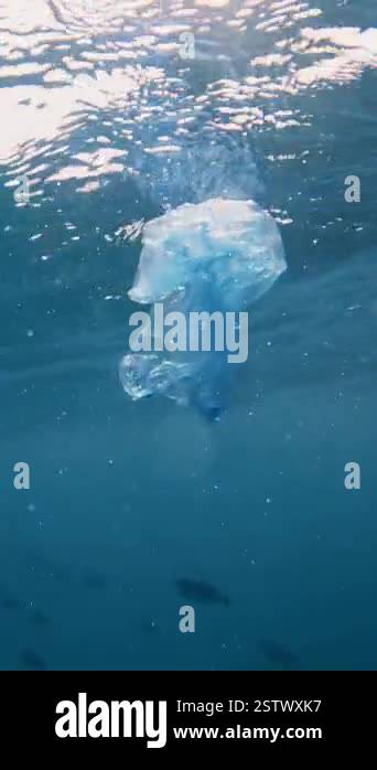 Plastic Bag Floating In The Ocean - Pollution Problem. Vertical video ...