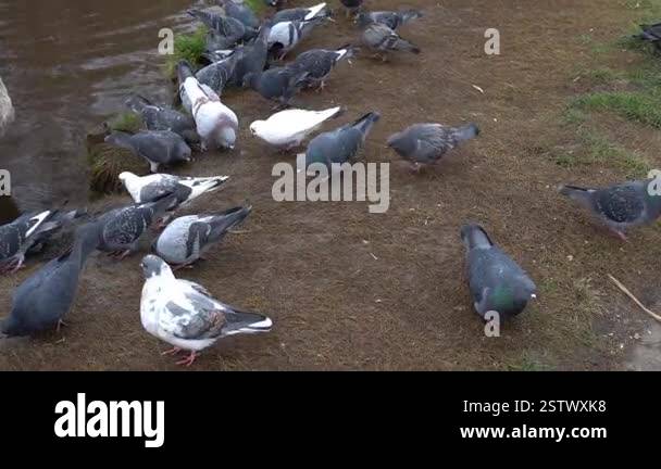 Pigeons peck at grains on the lake shore in city park. Flock of freedom ...