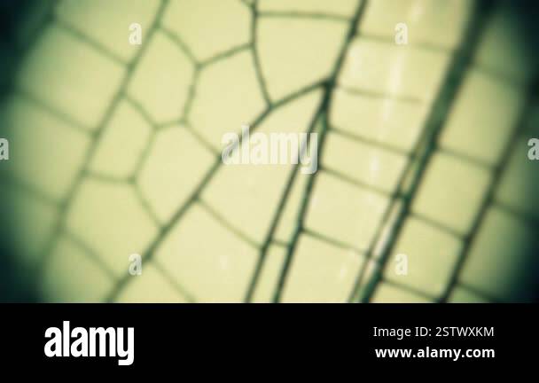 Detailed insect wings Stock Videos & Footage - HD and 4K Video Clips ...