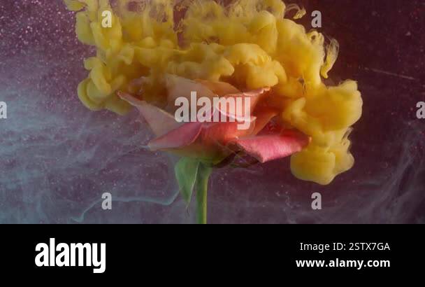 Art haze. Rose smoke. Yellow veil color paint falling on flower nature ...