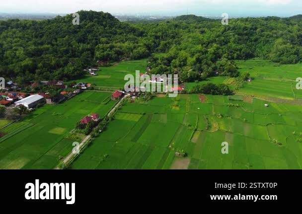 Aerial footage shows a panorama of a vast expanse of green rice fields ...