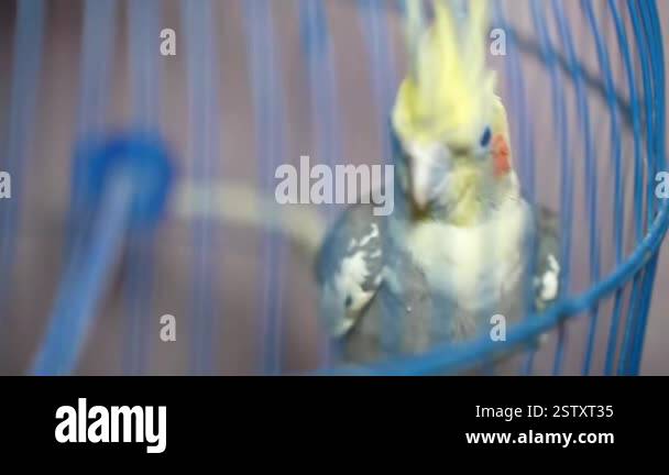 Blue cage Stock Videos & Footage - HD and 4K Video Clips - Alamy